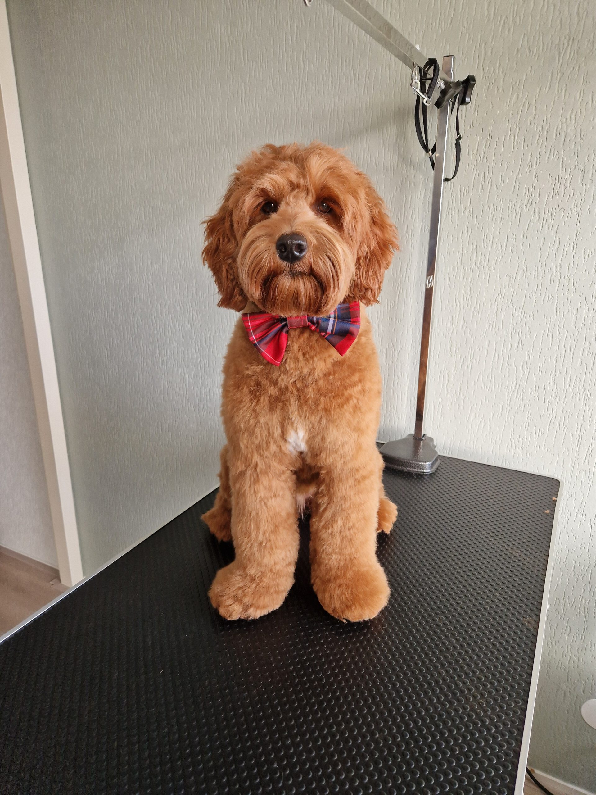 Trimmen - Doodle Trim & Care